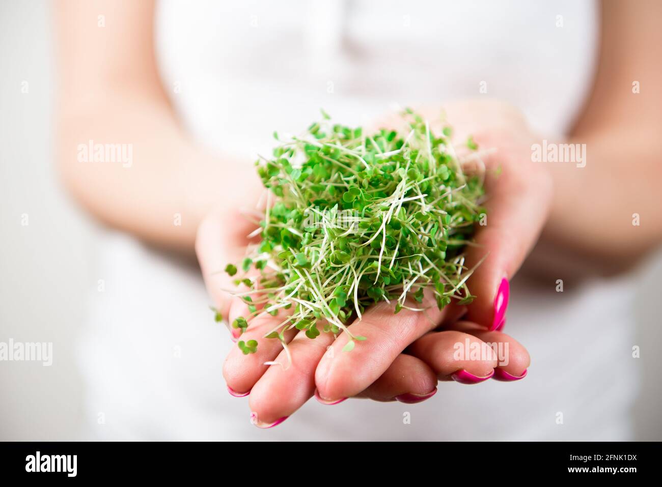 Micro-green healthy food and greens grass. Sprouting Microgreens Stock ...