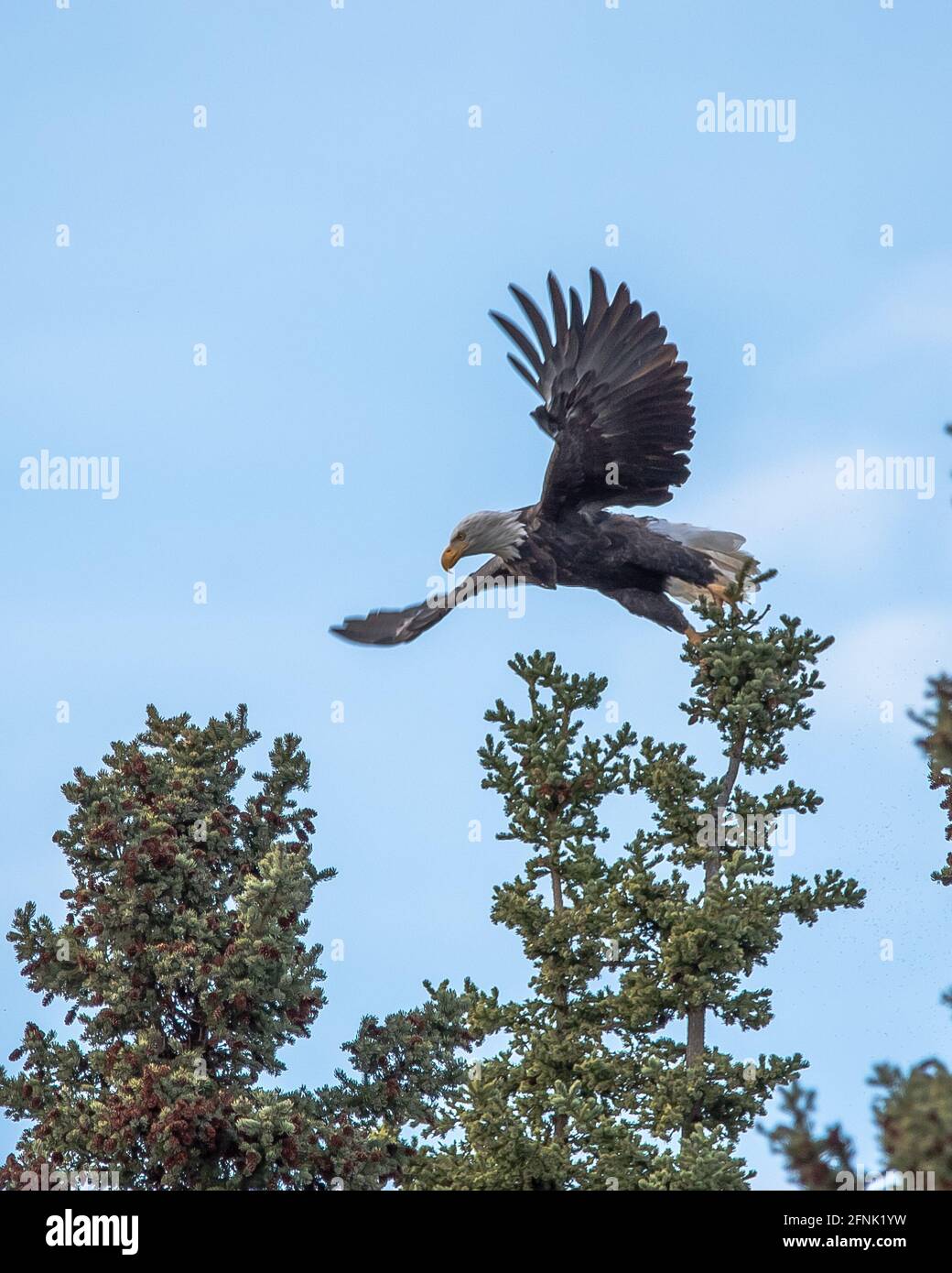 Large adult bald eagle flying off a tree top after being perched. Taken ...