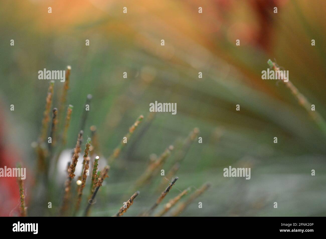 a close up view of green threads on a defocused background Stock Photo ...