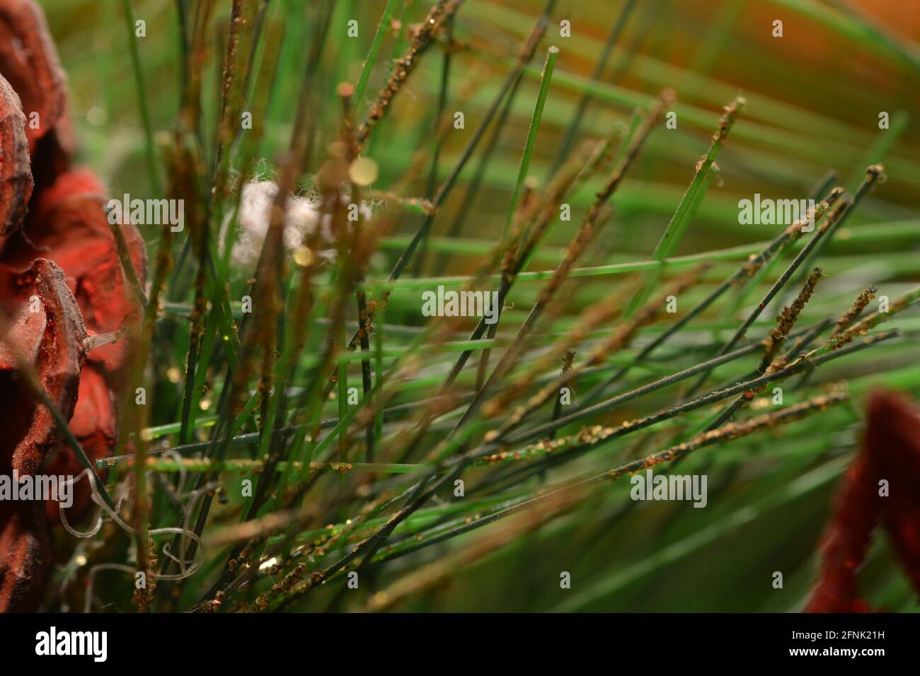 a close up view of green threads on a defocused background Stock Photo ...