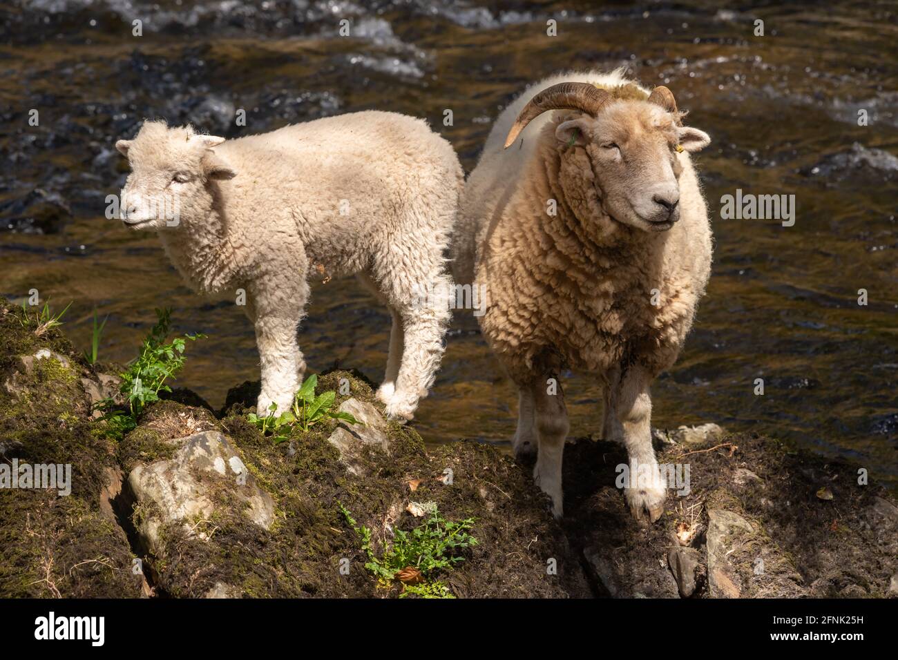 River ewe spring hi-res stock photography and images - Alamy