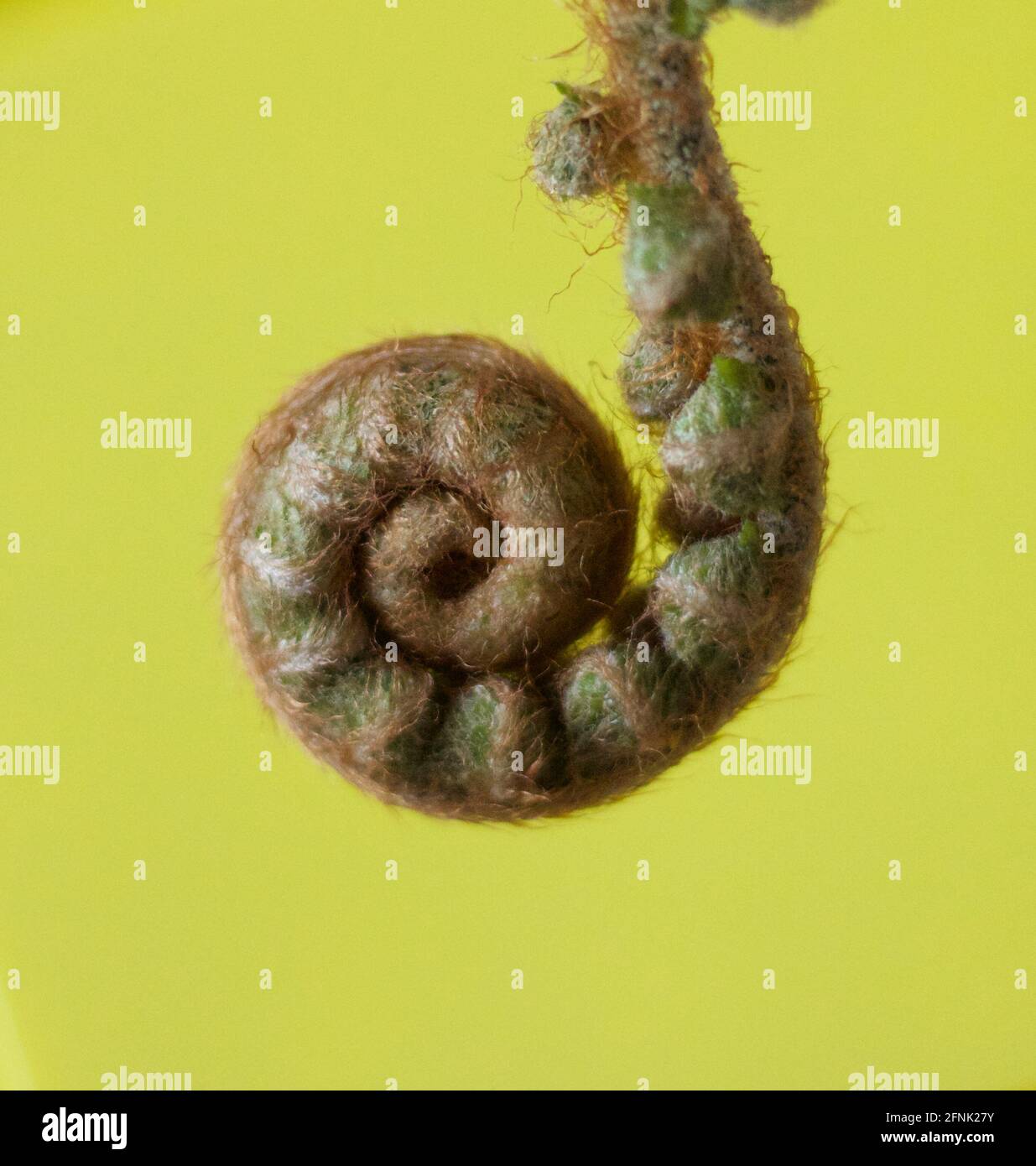 Single unfurled fern frond against plain green background with copy ...