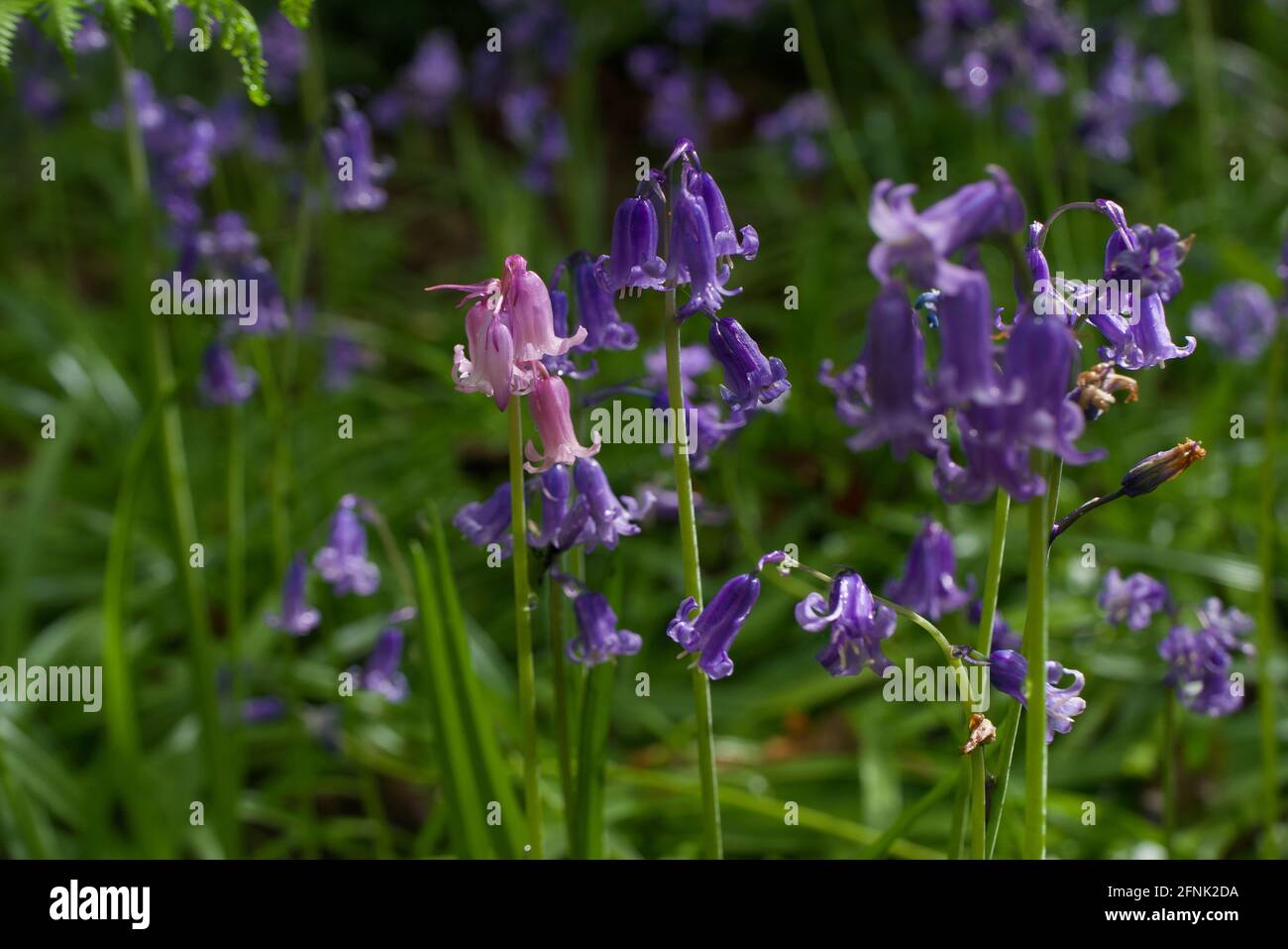 Spring background with a mixture of pink and blue bluebells Stock Photo ...