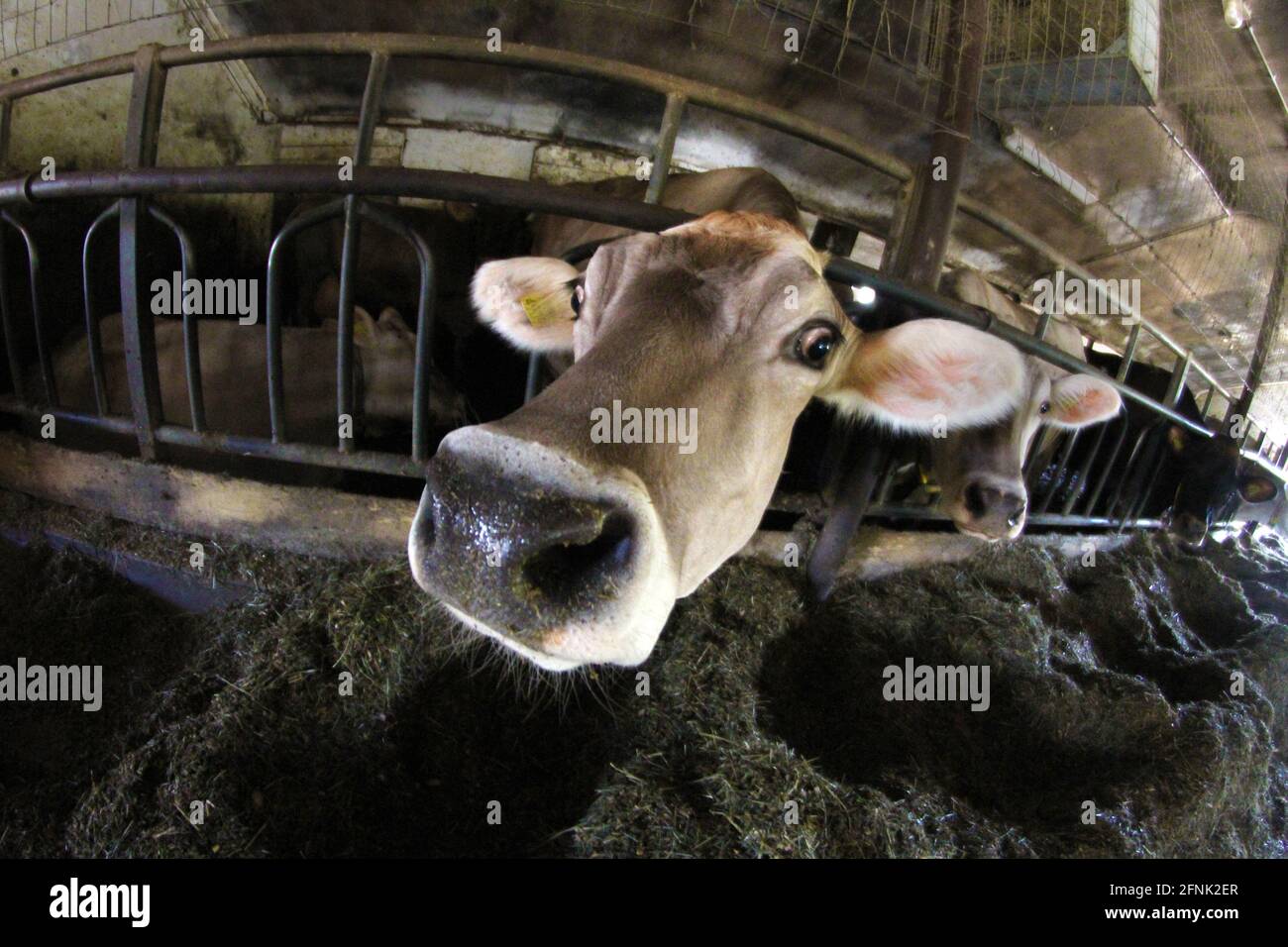 Closeup shot of the head of a cow in a barn Stock Photo - Alamy