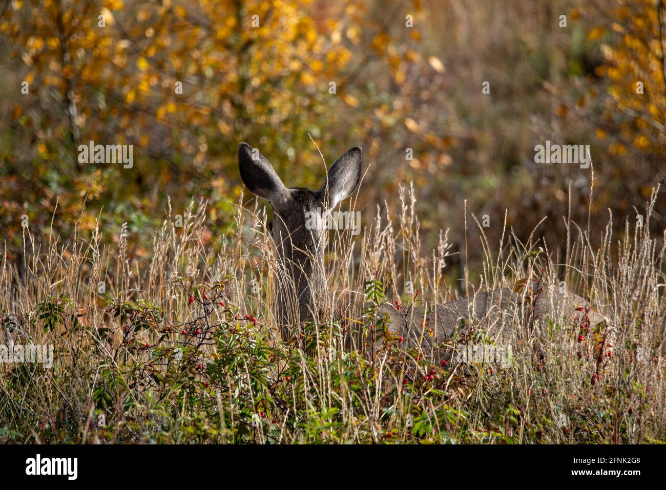 Back of head, behind view of a white tail deer seen in the fall autumn ...