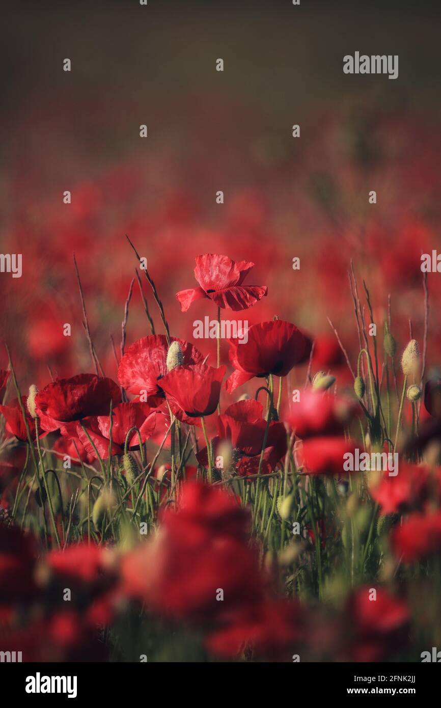 Common poppies blooming in the f Stock Photo - Alamy