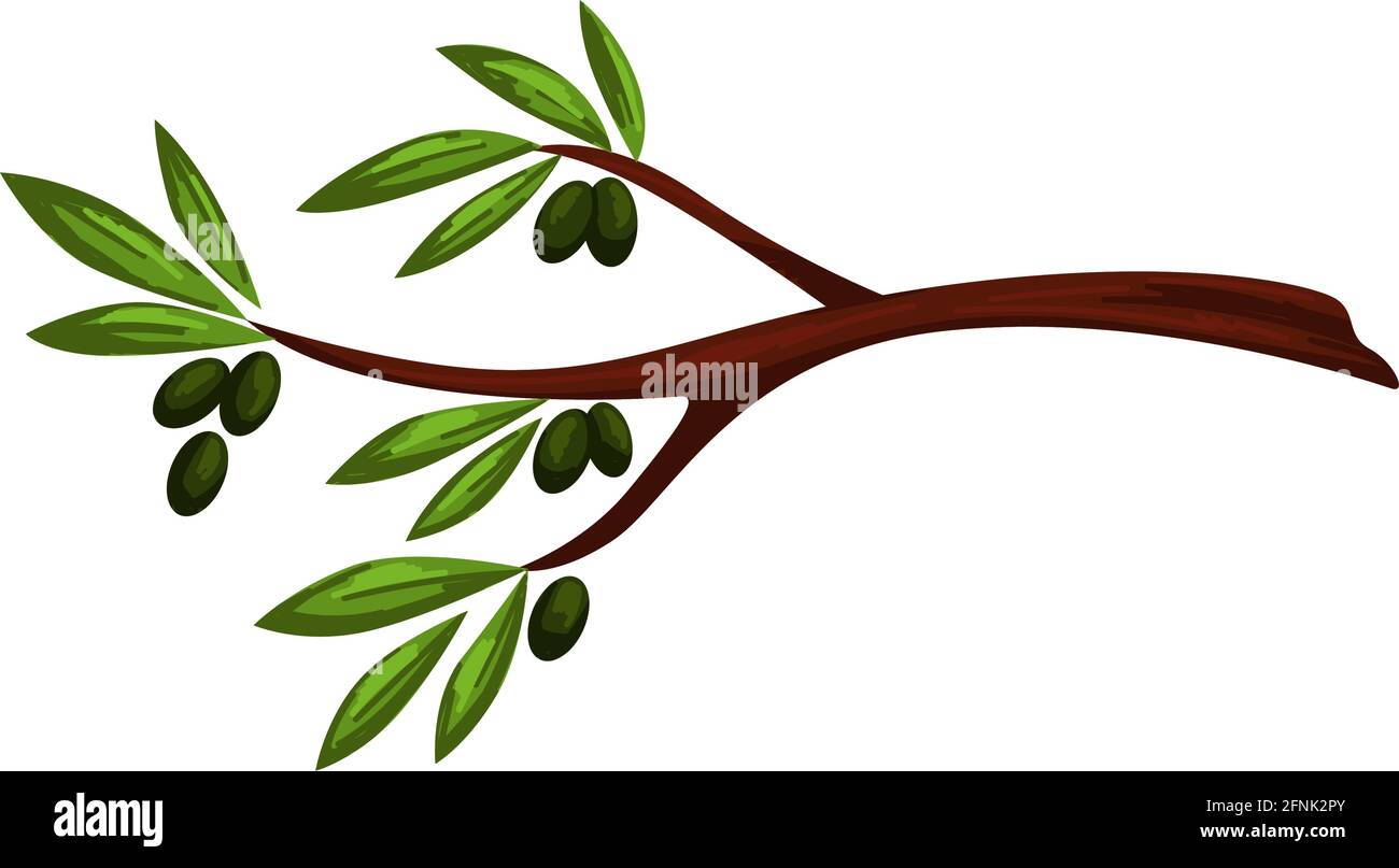 Olive tree branch with berries and leaves vector Stock Vector Image ...