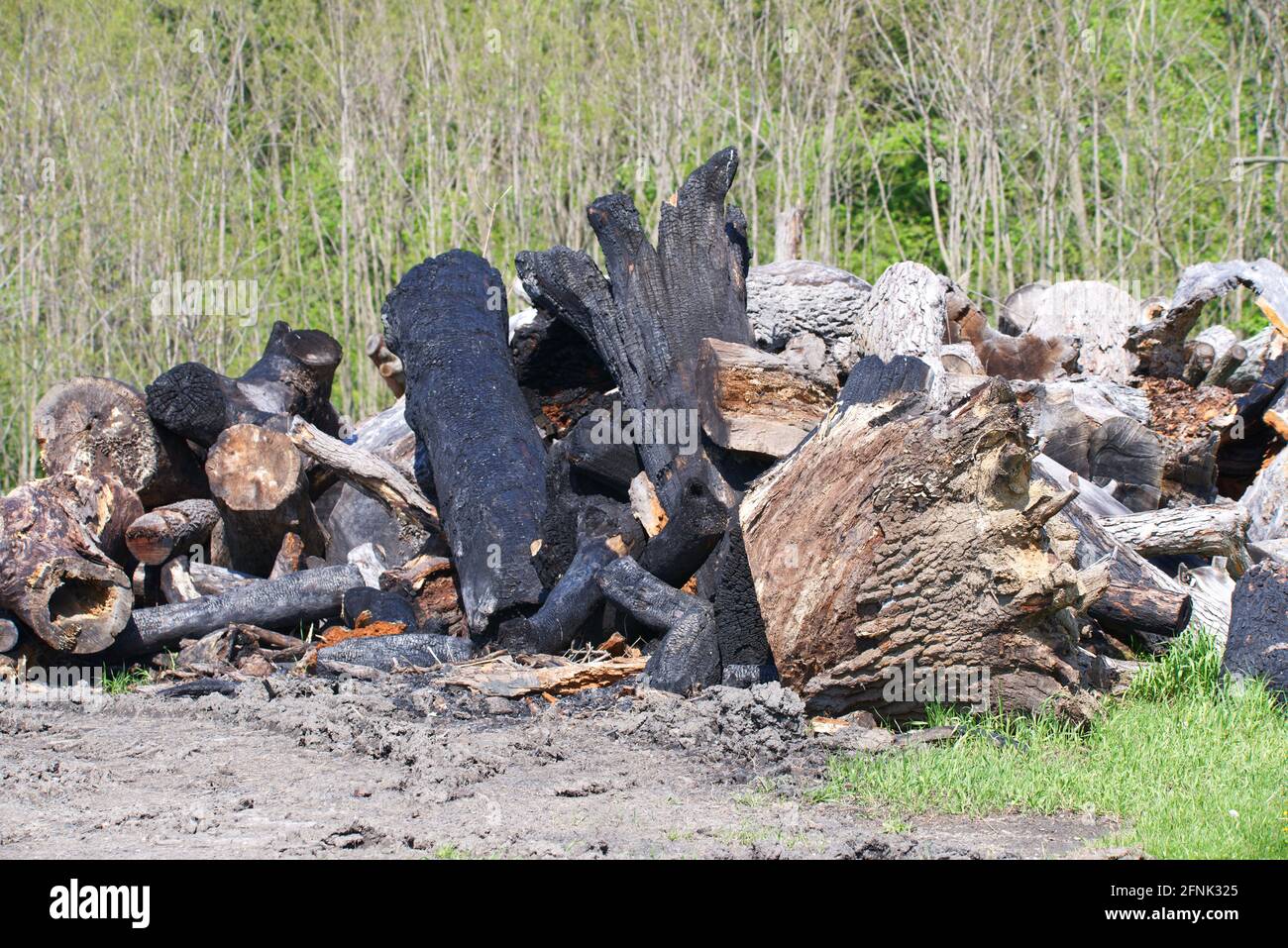 Closeup of a stack of tree stumps in a field covered in greenery under ...