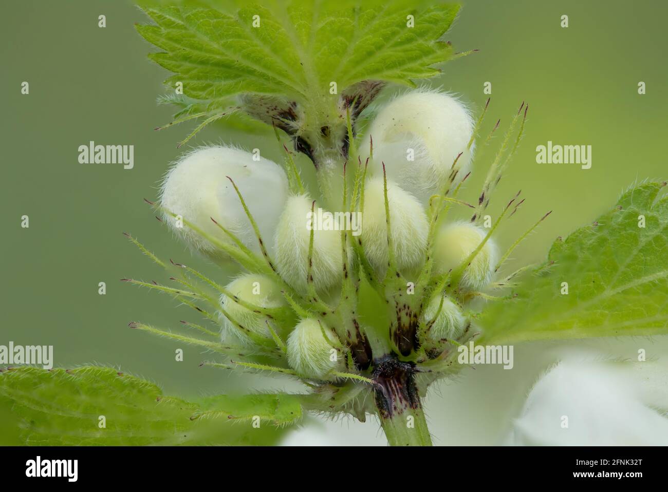 Close up of stinging nettle (urtica dioica) flower buds Stock Photo - Alamy