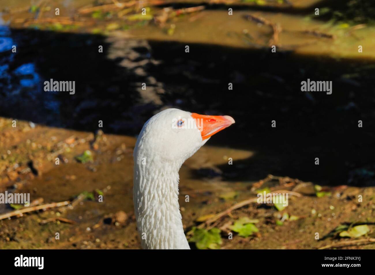 White domestic goose drinking water from a water puddle Stock Photo - Alamy