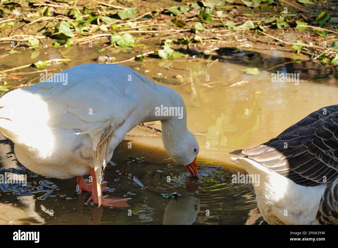 White domestic goose drinking water from a water puddle Stock Photo - Alamy