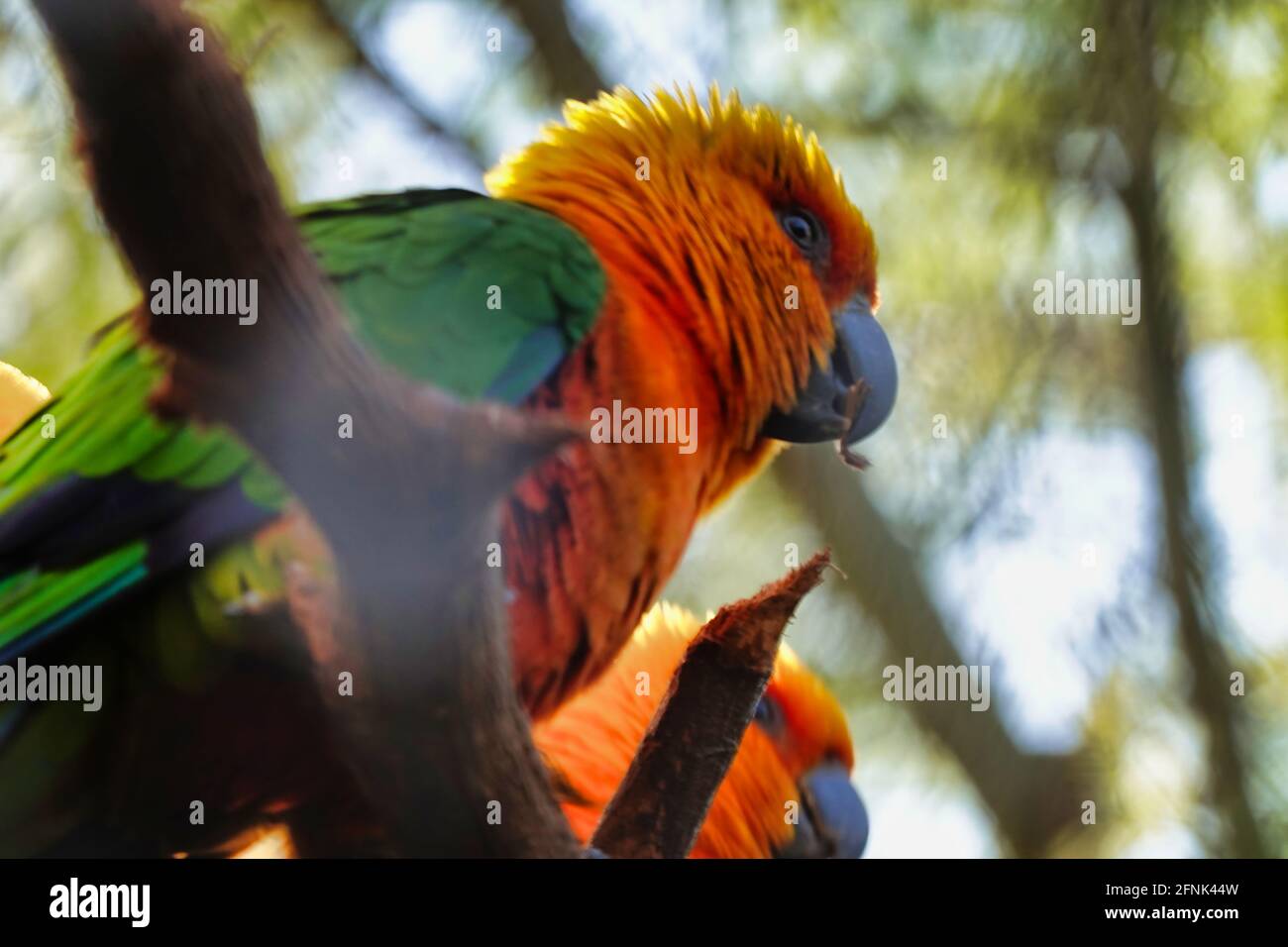 Closeup shot of a macaw parrot eating a worm in a cage Stock Photo - Alamy