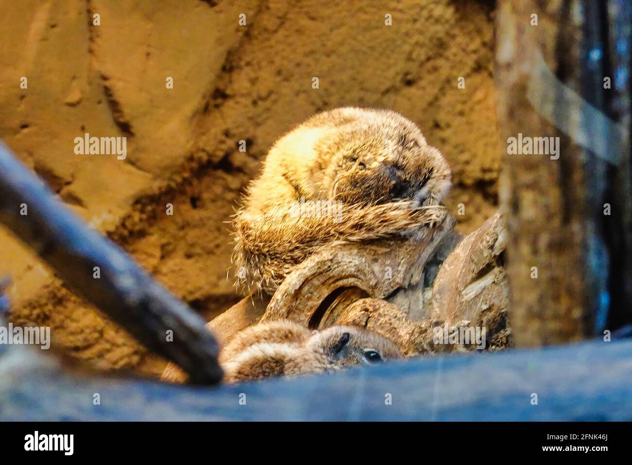 Mongoose covering its face in a cage Stock Photo - Alamy