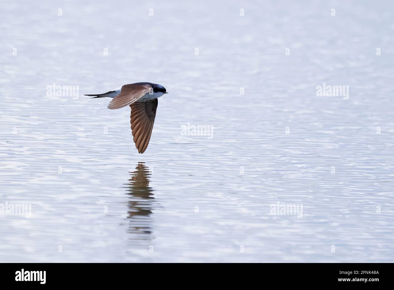 Catching insects in water hi-res stock photography and images - Alamy