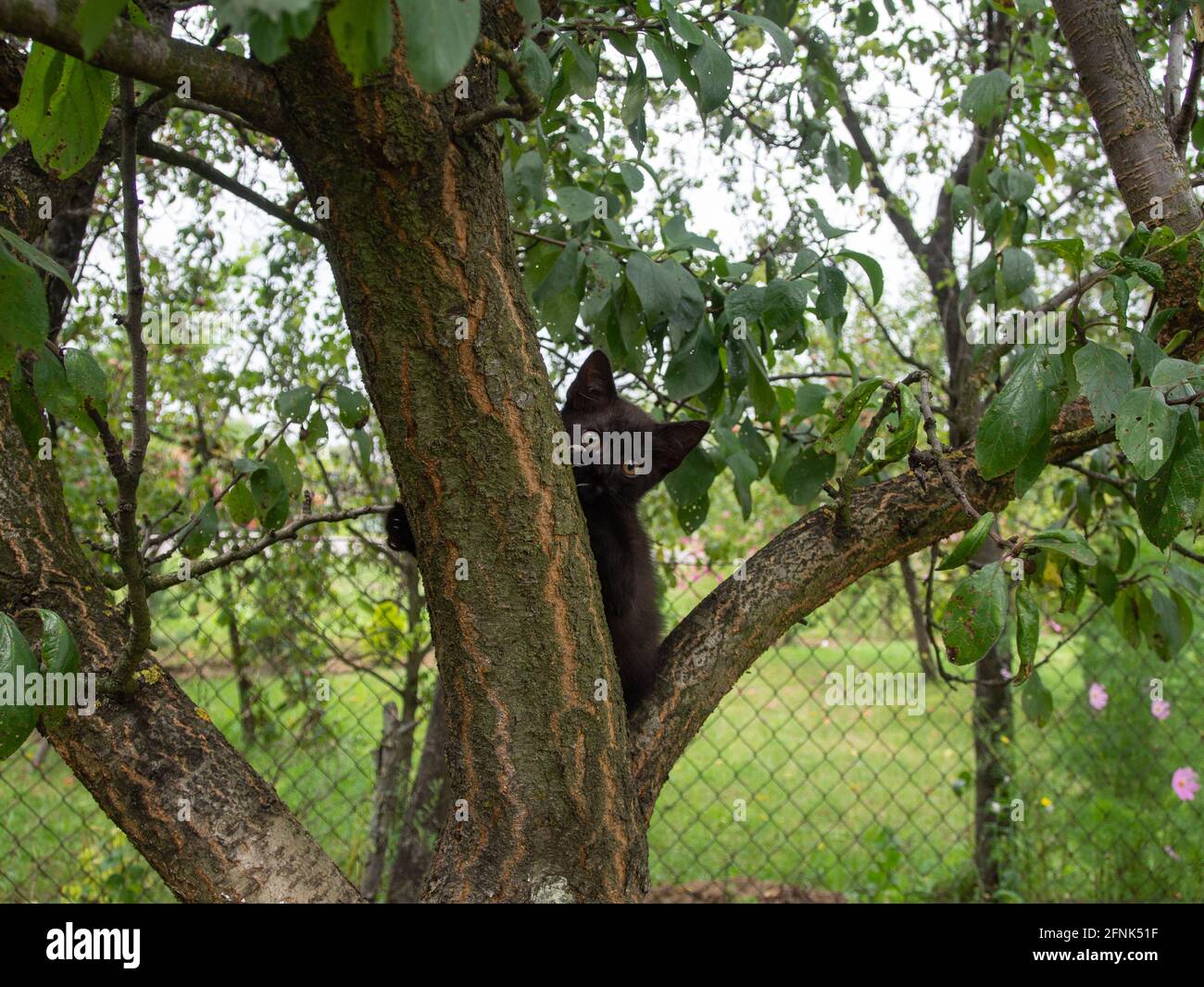 Funny, black kitten sitting in a tree. Protruding claws. Cat's look ...