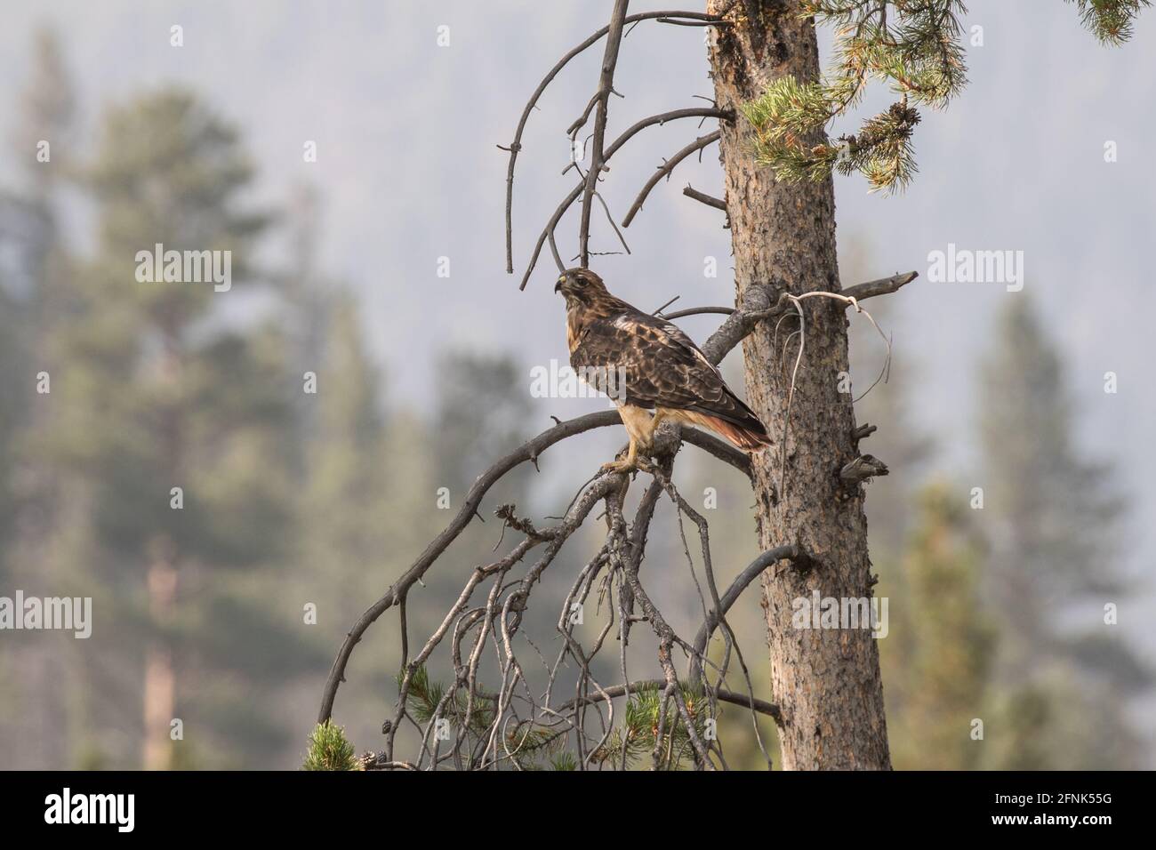Western red tailed hawk hi-res stock photography and images - Alamy