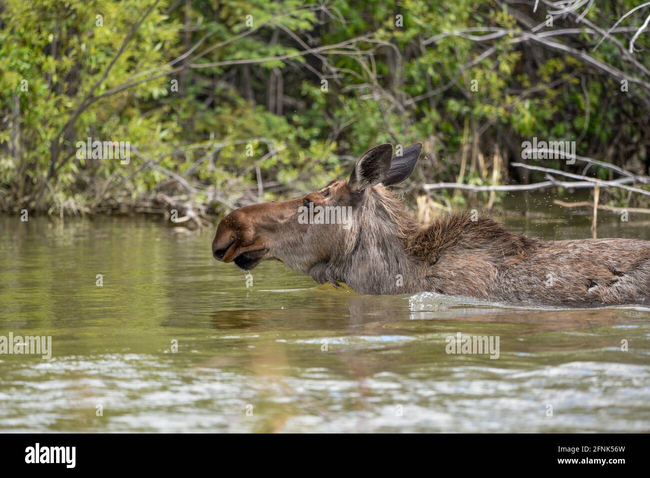 Side profile of a large adult moose taken in Yukon Territory, northern ...