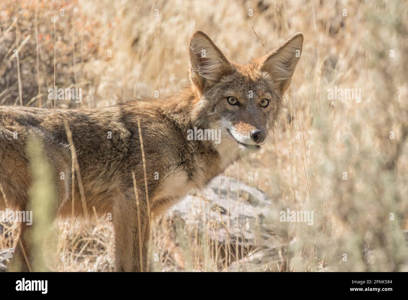 Coyote eyes hi-res stock photography and images - Alamy