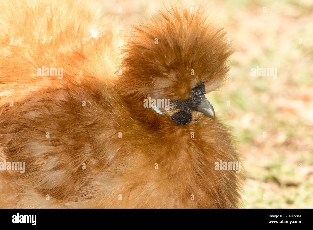 Chinese Silkie / Silky chicken, with vivid chestnut coloured fluffy ...