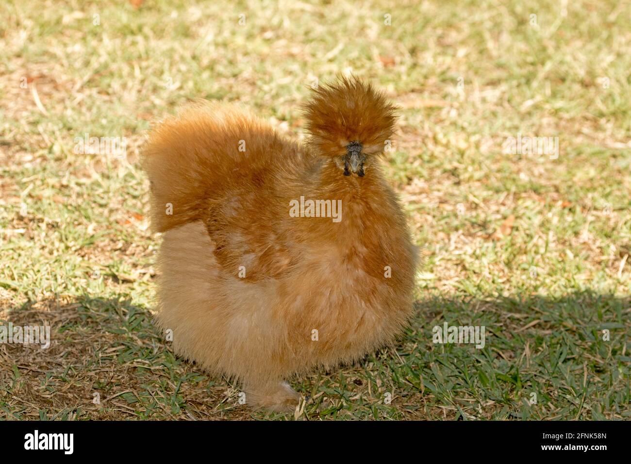 Chinese Silkie / Silky chicken, with vivid chestnut coloured fluffy ...