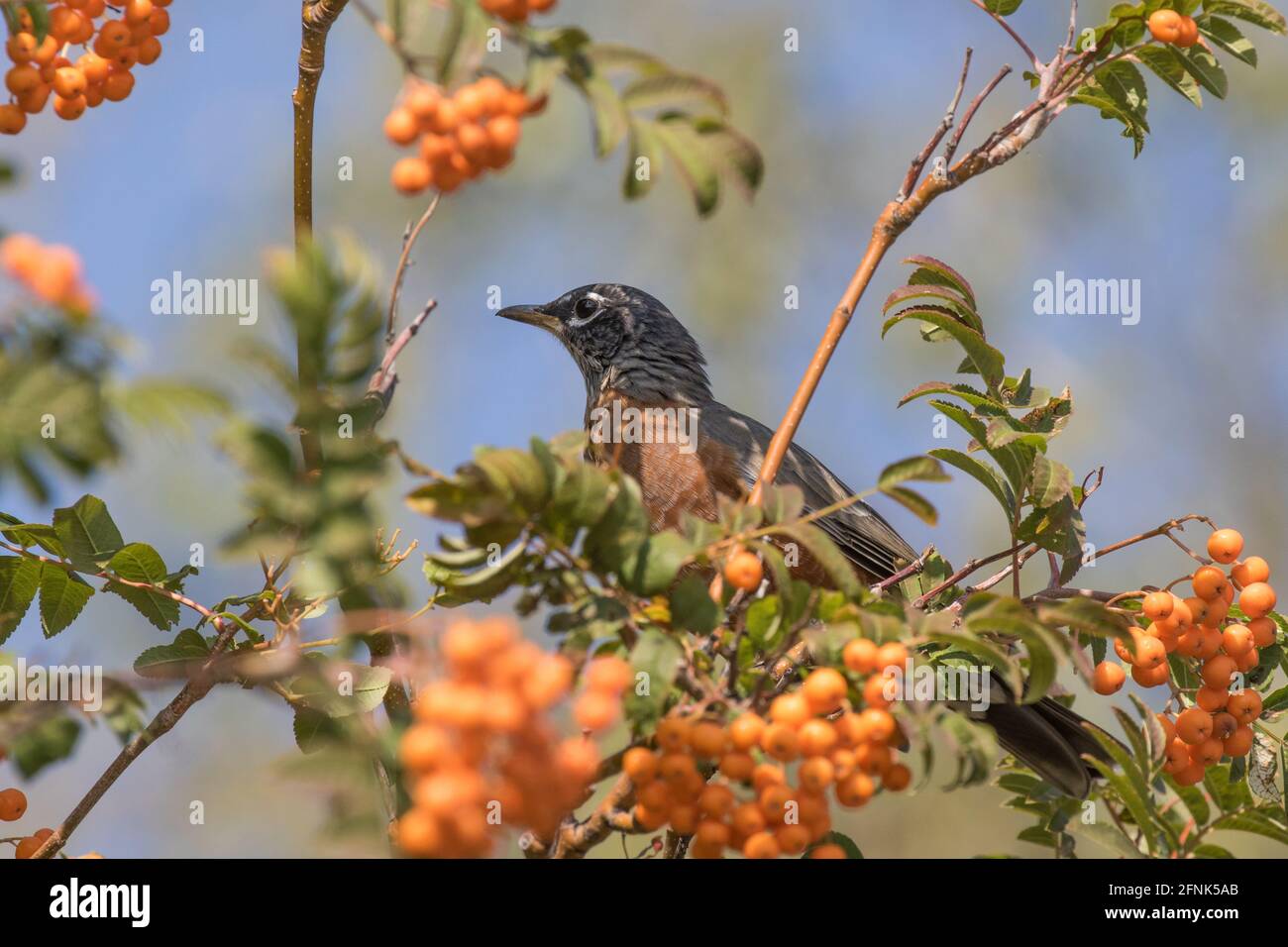 Robin in Ash Tree Stock Photo - Alamy