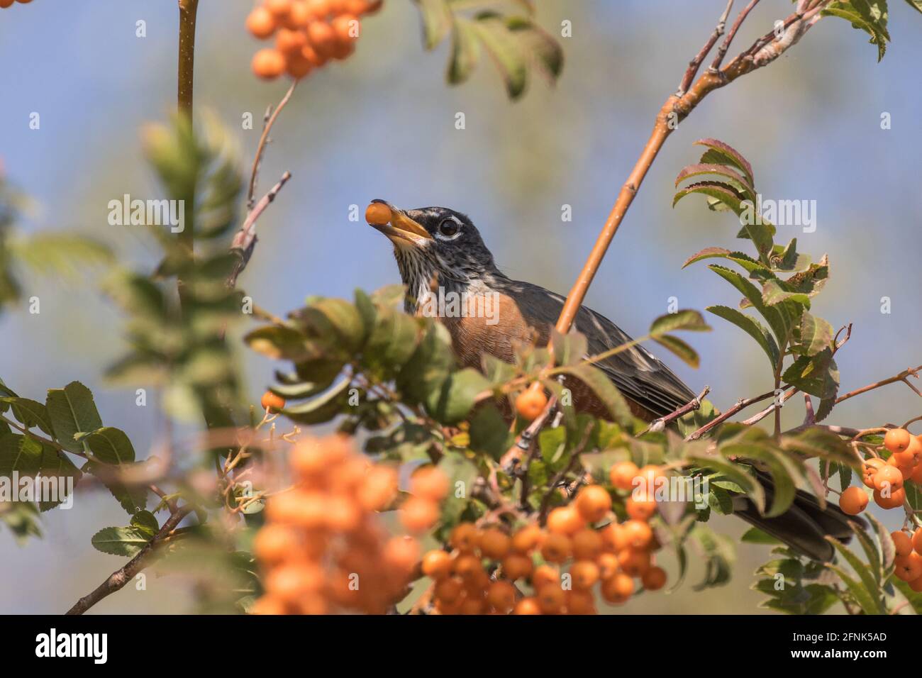 Robin in an Ash Tree Stock Photo - Alamy