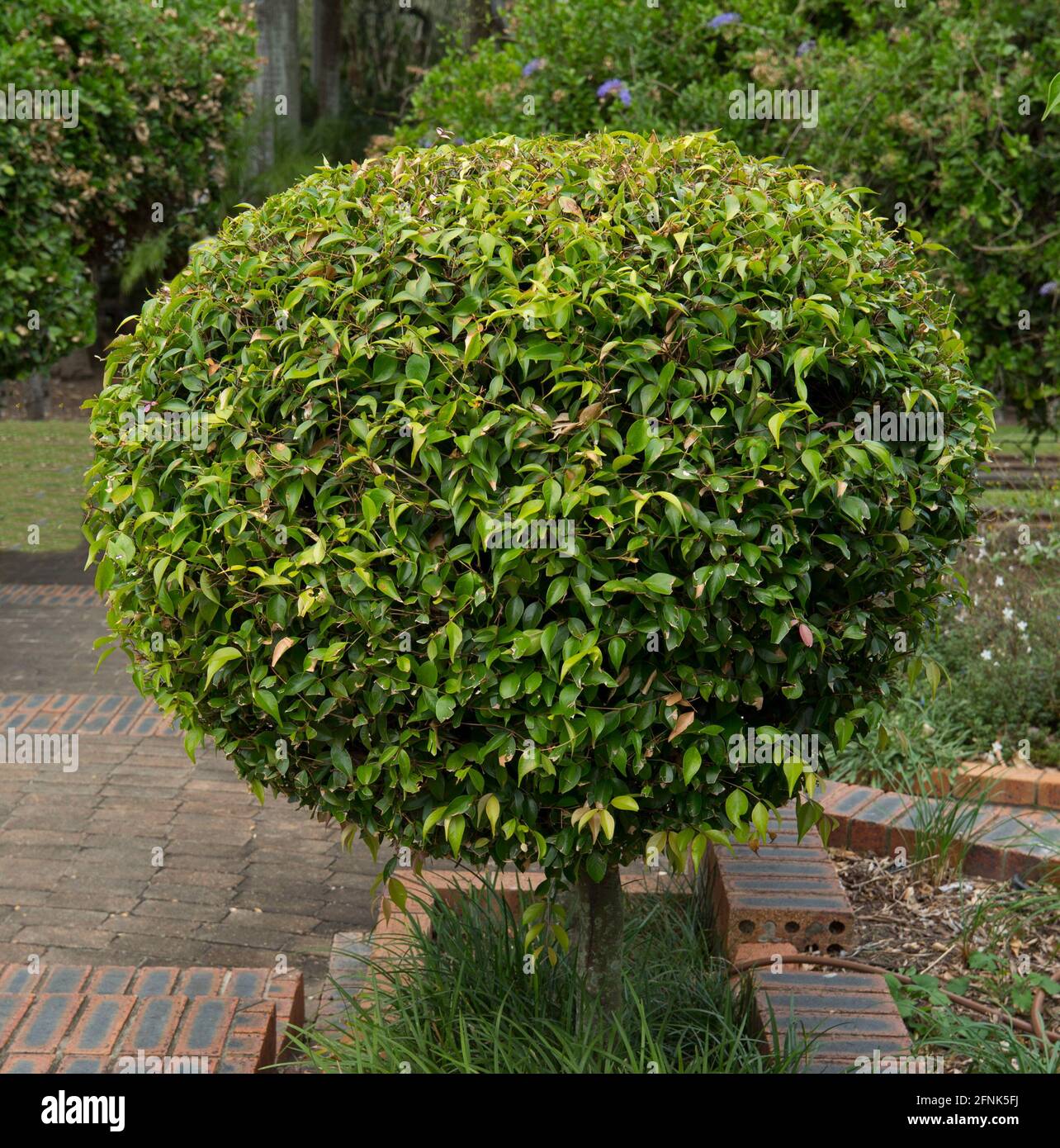 Evergreen topiary shrub with dense foliage pruned into large globular ...