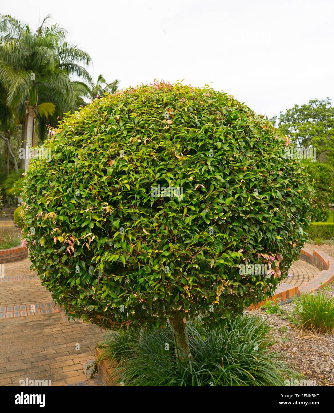 Evergreen topiary shrub with dense foliage pruned into large globular ...