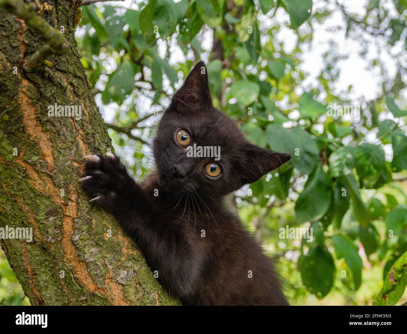 Funny, black kitten sitting in a tree. Protruding claws. Cat's look ...