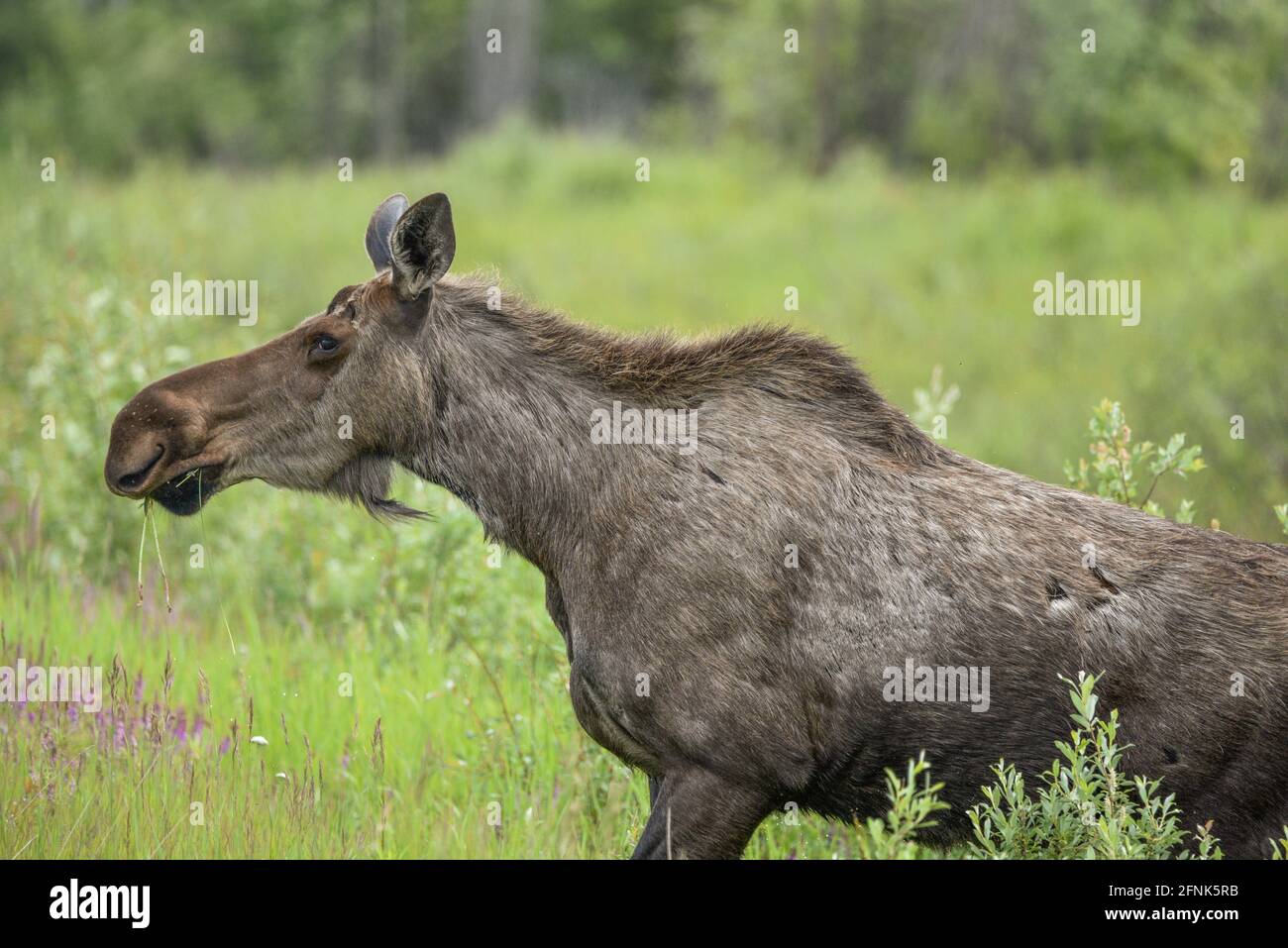 Baby moose and mom hi-res stock photography and images - Alamy