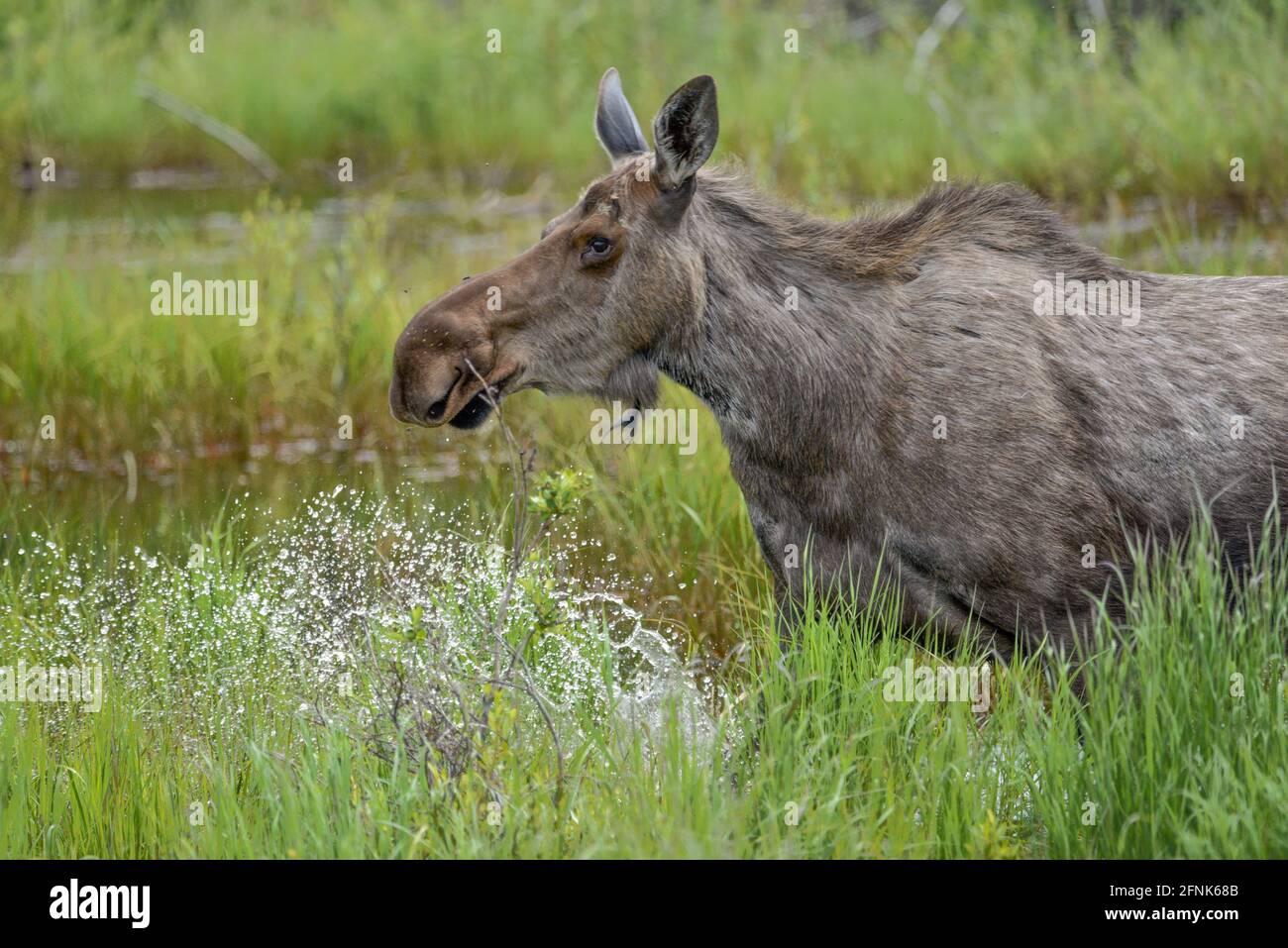 Side profile of a large adult moose taken in Yukon Territory, northern ...