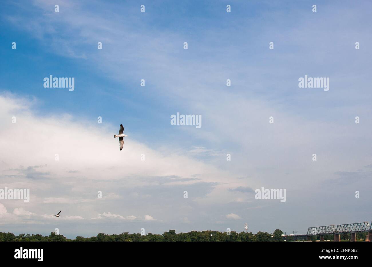 Seagull flying high in the sky Stock Photo - Alamy