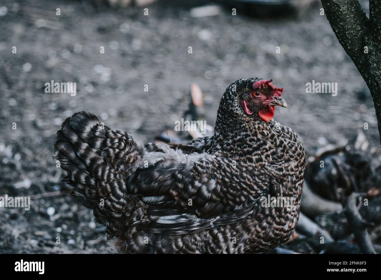 California gray chicken hi-res stock photography and images - Alamy