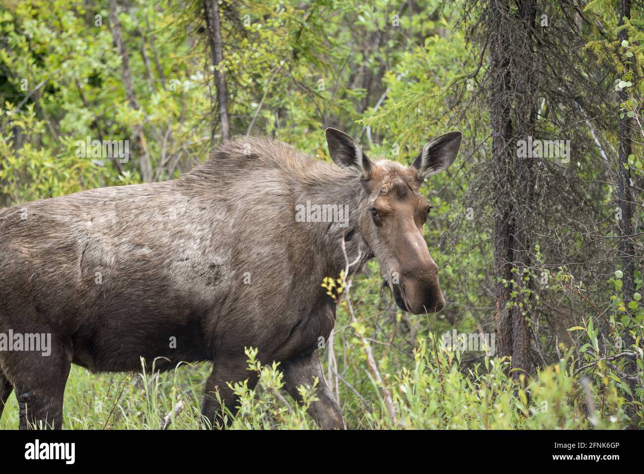 Large moose looking at camera directly in the summer with green trees ...