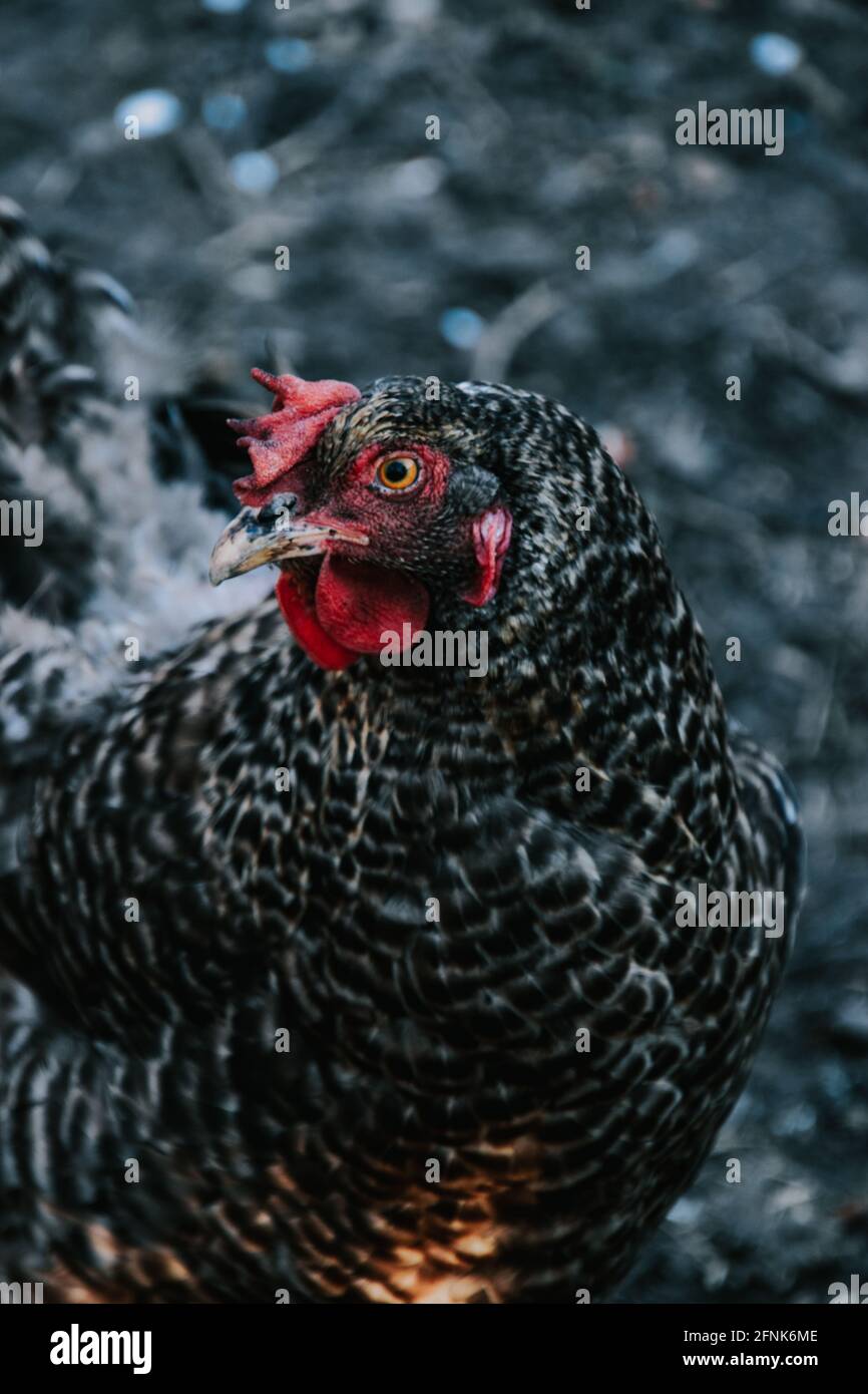California gray chicken hi-res stock photography and images - Alamy