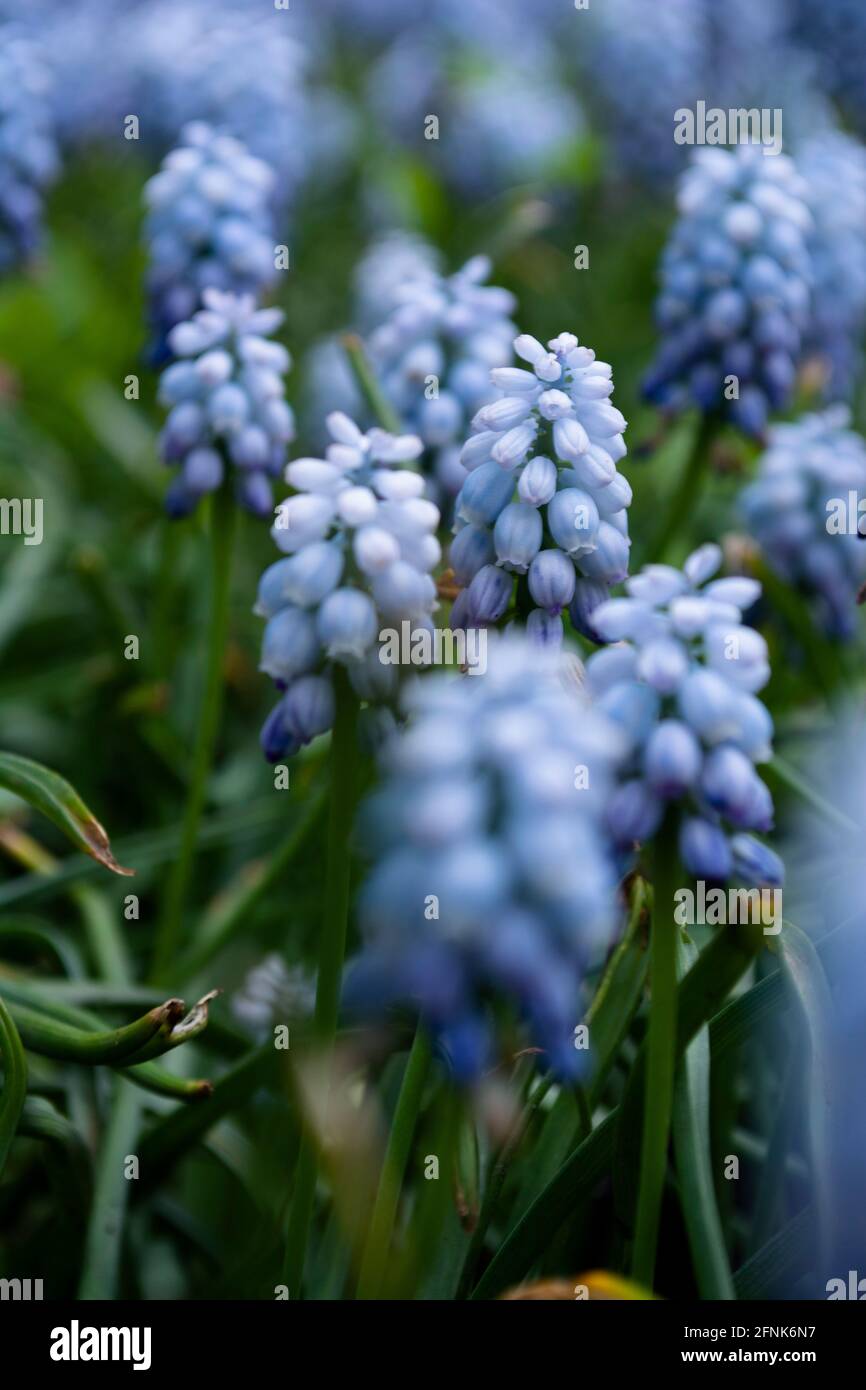 Growing muscari hi-res stock photography and images - Alamy
