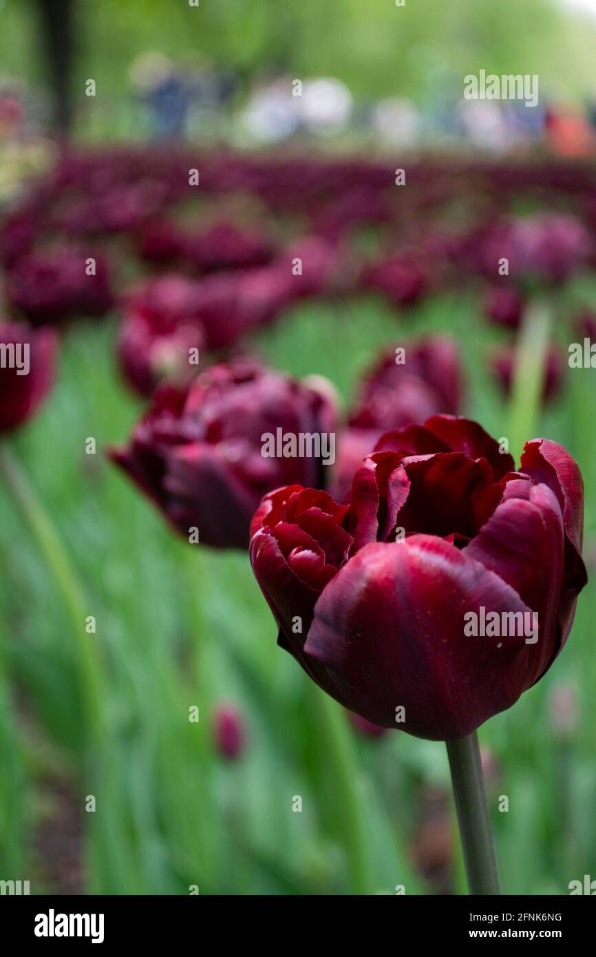 Burgundy tulips on the garden Stock Photo - Alamy