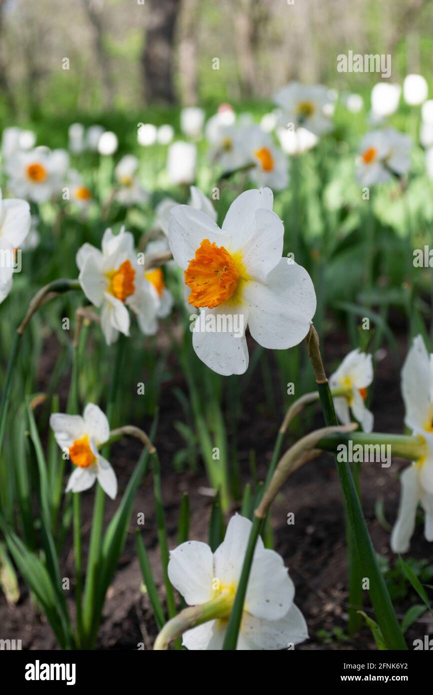 White daffodils hi-res stock photography and images - Alamy