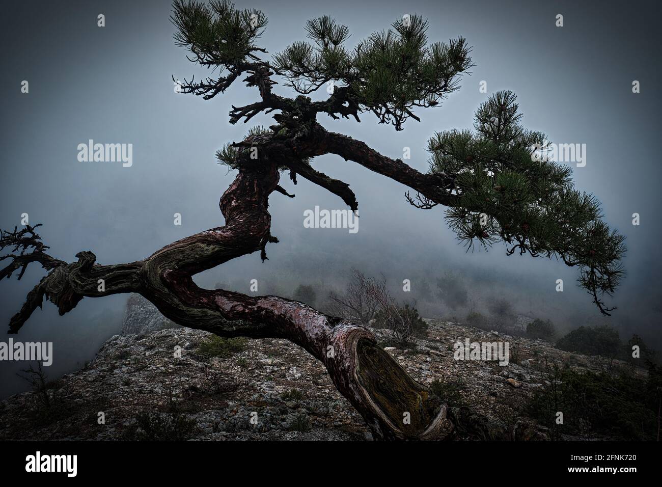 Ancient Old Twisted Juniper Tree With Foggy Background On Mountain ...
