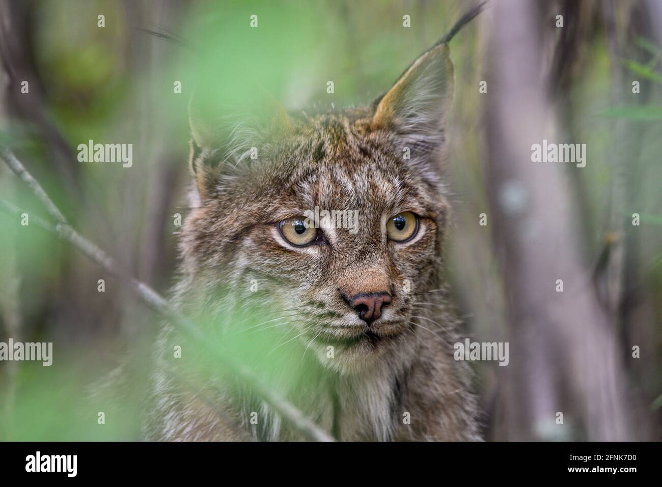 Stunning face of Canadian lynx seen in the wild, natural environment ...