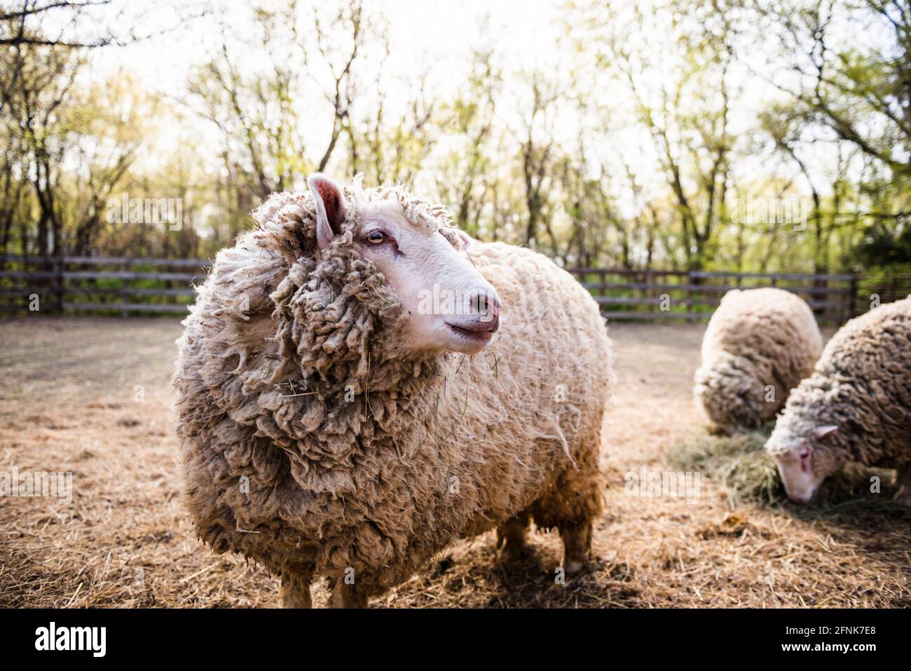 Three wooly sheep eating in a sunny farm yard Stock Photo - Alamy