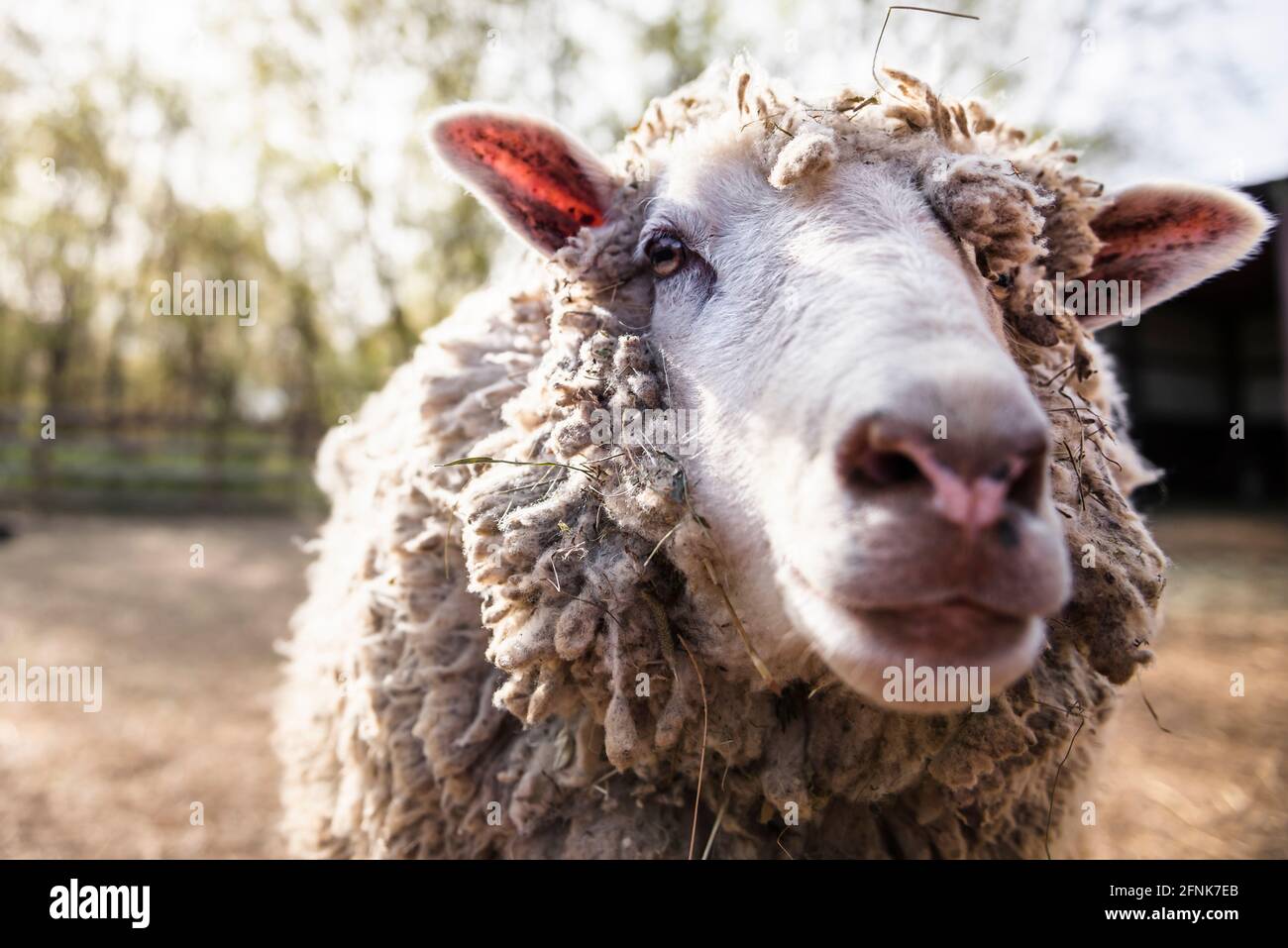Wooly sheep hi-res stock photography and images - Alamy