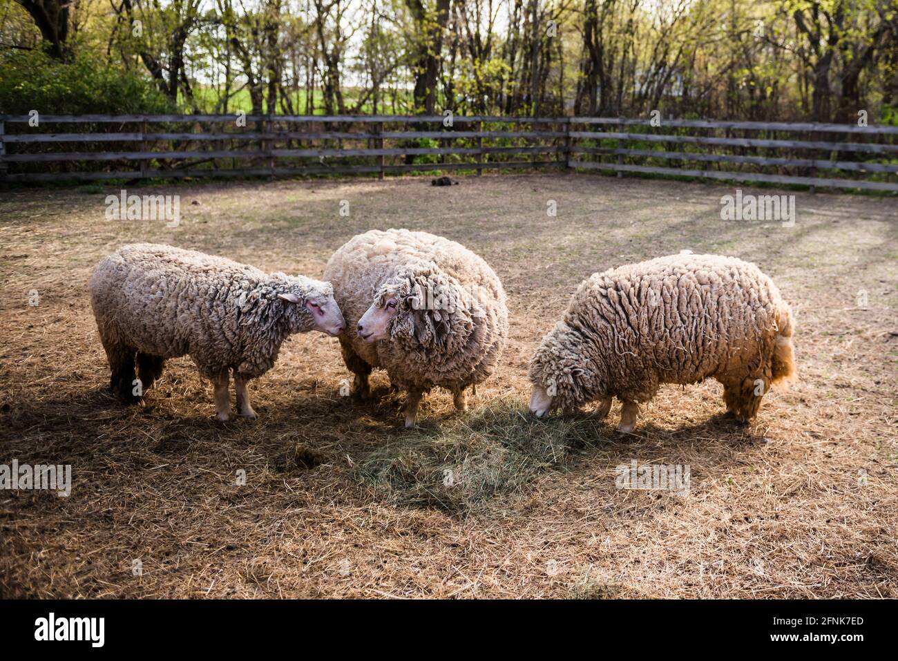 Three sheep eating hay in a farm yard Stock Photo - Alamy