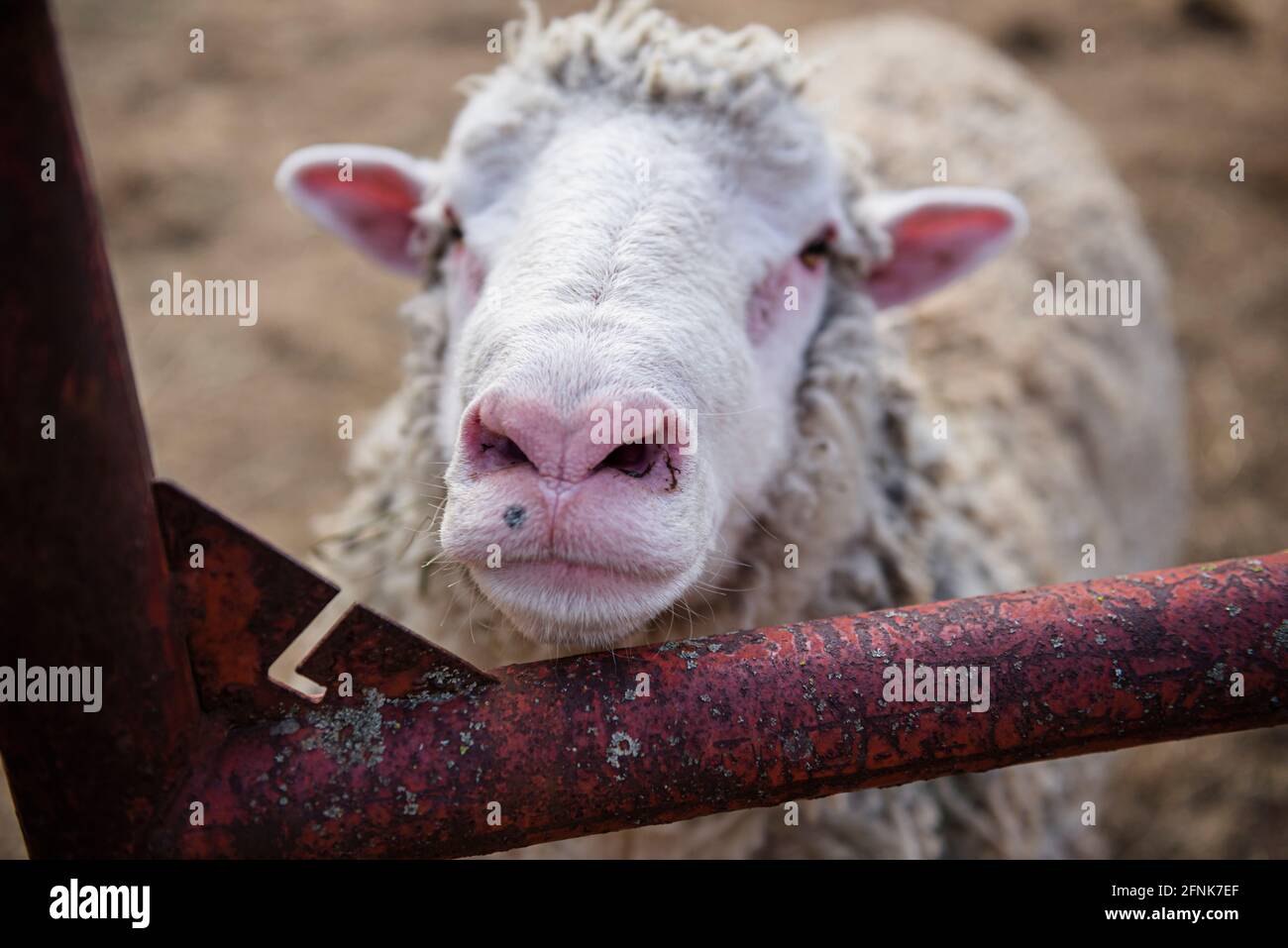 Wooly nose hi-res stock photography and images - Alamy