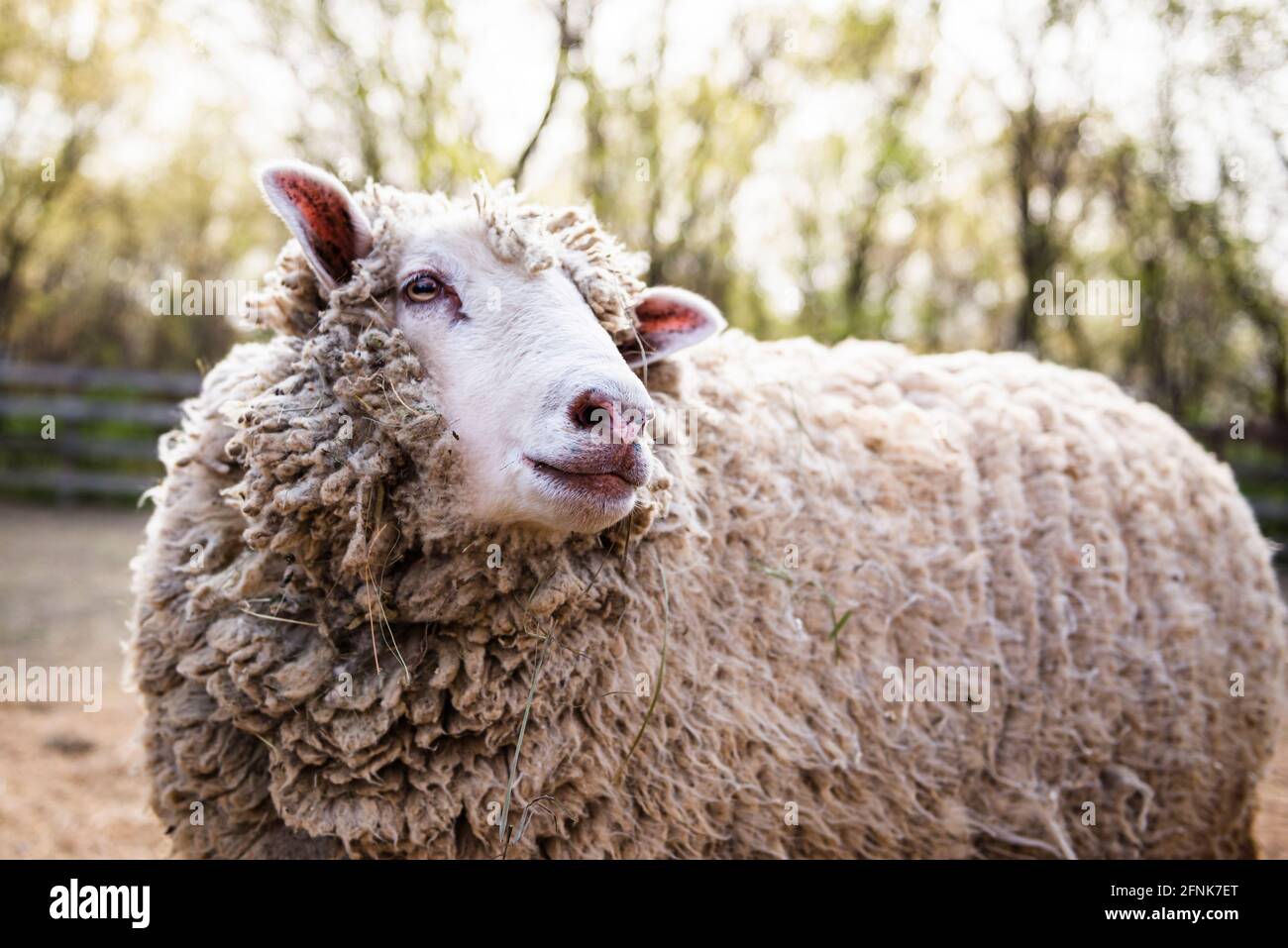Sheep in the yard hi-res stock photography and images - Alamy
