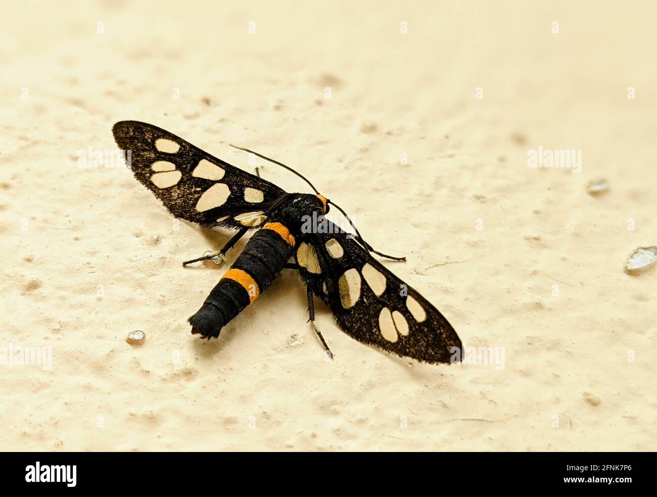 Top view of a dotted moth isolated on a yellow background Stock Photo ...
