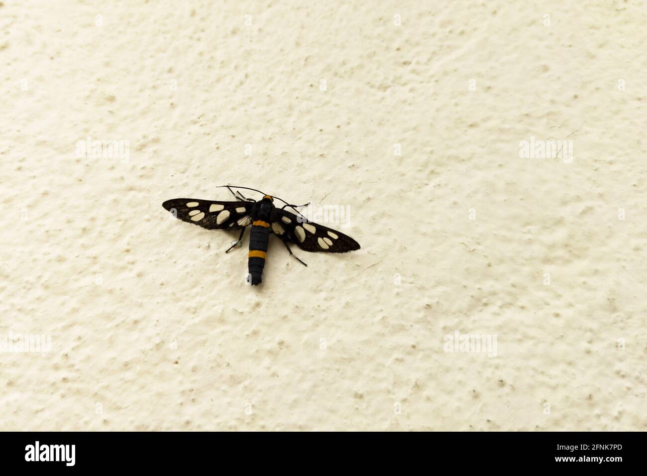 Top view of a dotted moth isolated on a yellow background Stock Photo ...
