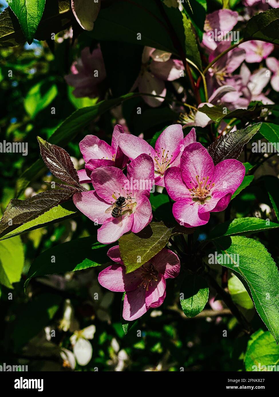 Beekeeping flowers hi-res stock photography and images - Alamy