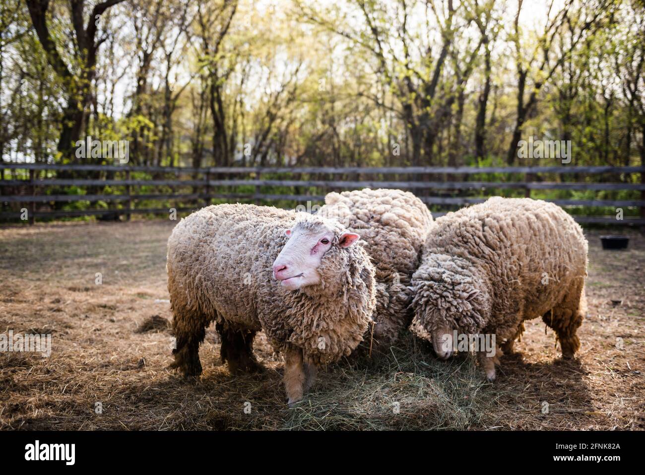Three wooly sheep eating hay in farm yard Stock Photo - Alamy