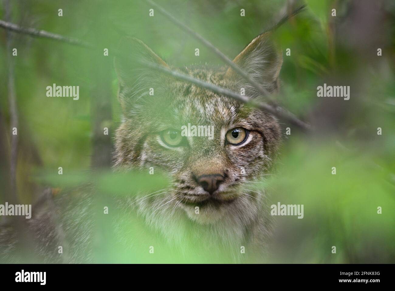 Stunning face of Canadian lynx seen in the wild, natural environment ...
